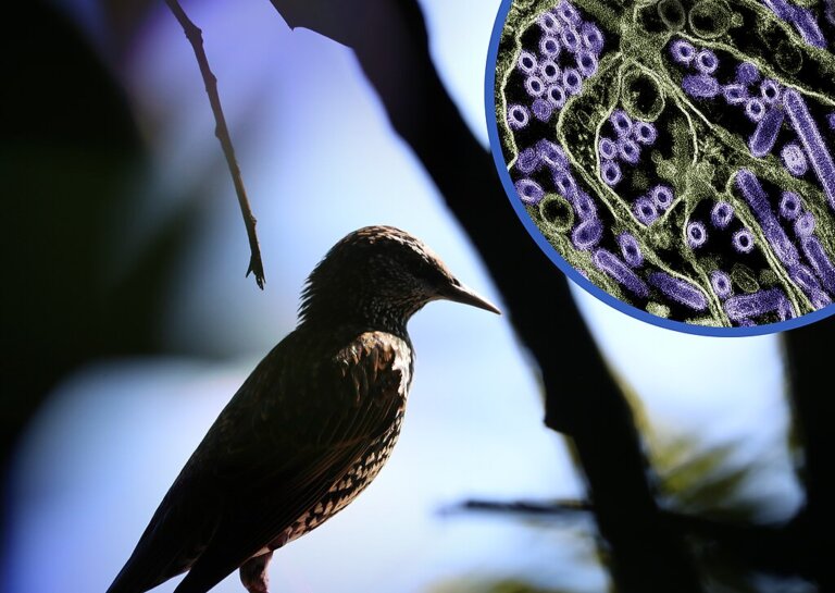 U.S. Reports First Human Infection of Bird Flu Strain Once Found Only ...
