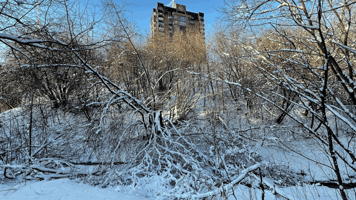 A Monster Winter Storm Slams 230 Million Americans as ‘Exploding Trees ...