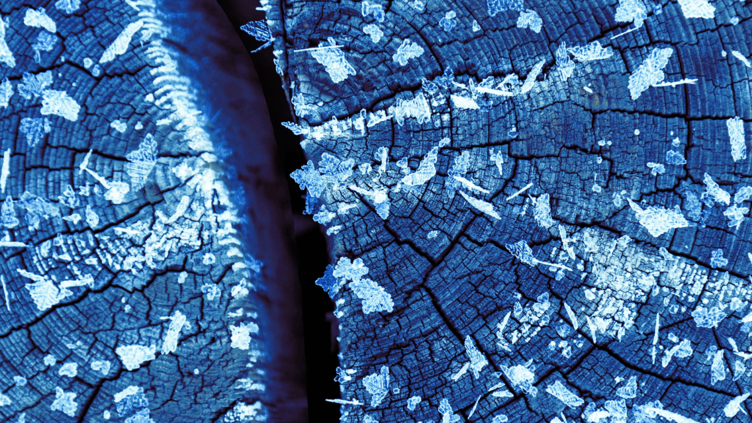 A Monster Winter Storm Slams 230 Million Americans as ‘Exploding Trees ...