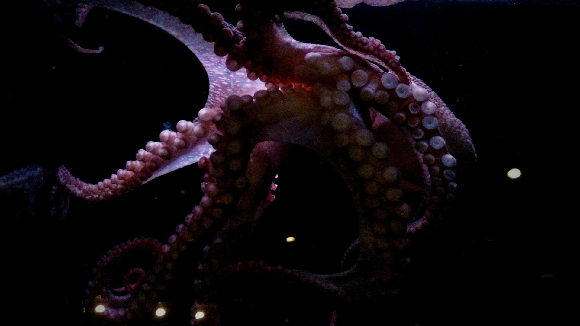 Experts Have Successfully Solved the Mystery of the Ocean’s Most Feared ...